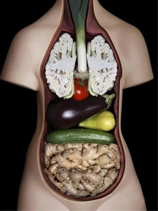Hệ tiêu hóa của con người không được thiết kế để tiêu hóa những người ăn chay thịt, người ăn chay trường và người ăn thịt, thần thoại, thịt
