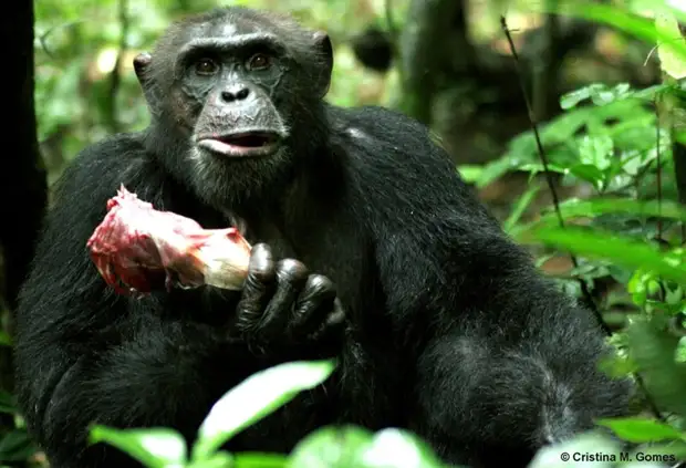 Goriller otoburdur ve aynı zamanda kendilerini harika hissederler! egetarianstva / veganlar, veganlar ve et yiyiciler, efsaneler, et