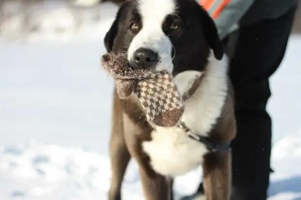 Sejarah petualangan anjing menggemaskan ini tidak bisa membuat Anda acuh tak acuh