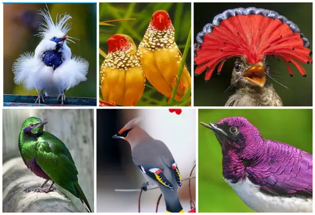 The variety of birds on our planet is amazing, and therefore it is impossible to tell about all in one post. beauty, birds, fauna