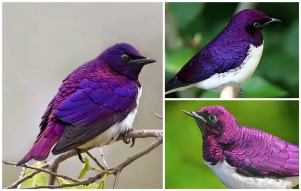 Amethyst kuerz-tailed Starling Schéinheet, Villercher, Fauna