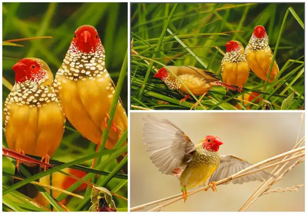 Ylli australian i finches bukuri, zogjtë, fauna