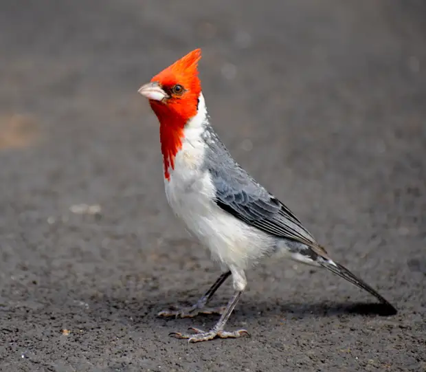 Bukuri kardinal me kreshtë të kuqe, zogjtë, fauna