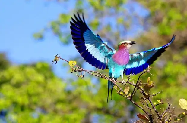 Áilleacht Roller Lilac-breasted (Coracias caudatus) áilleacht, éin, fána