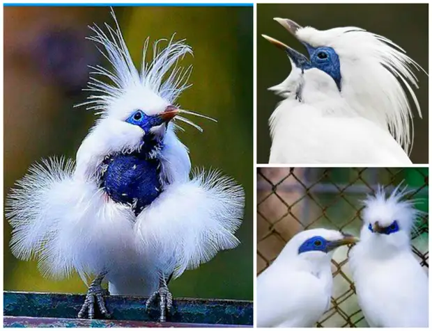 Balli 椋鳥美女，鳥類，動物群