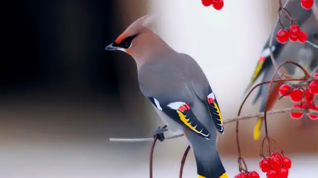 Waxwing գեղեցկություն, թռչուններ, կենդանական աշխարհ