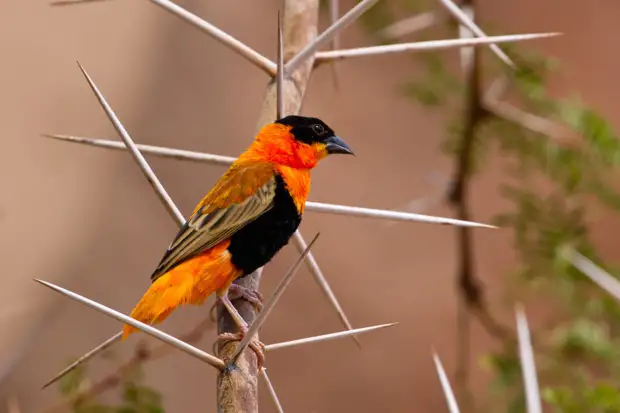 West African fire velvet weaver beauty, birds, fauna