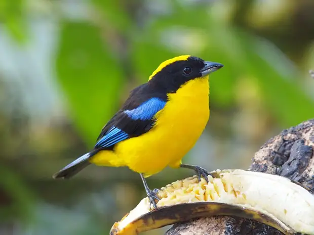 Tanager mali me krahë blu bukuri, zogj, fauna