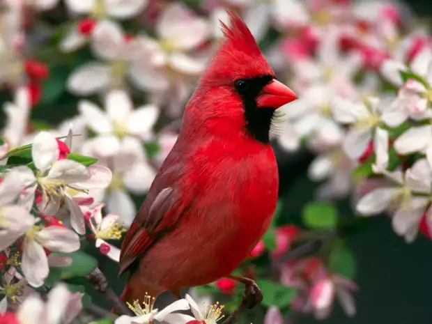 Kecantikan kardinal utara, burung, fauna