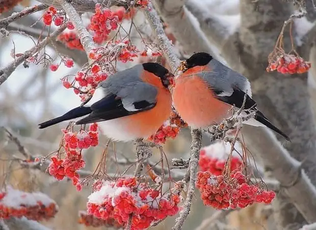 Bullfinches beauty, birds, fauna