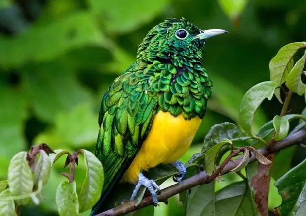 The golden brown cuckoo is a species of bronze cuckoos of the subfamily of true cuckoos of the cuckoo family. beauty, birds, fauna