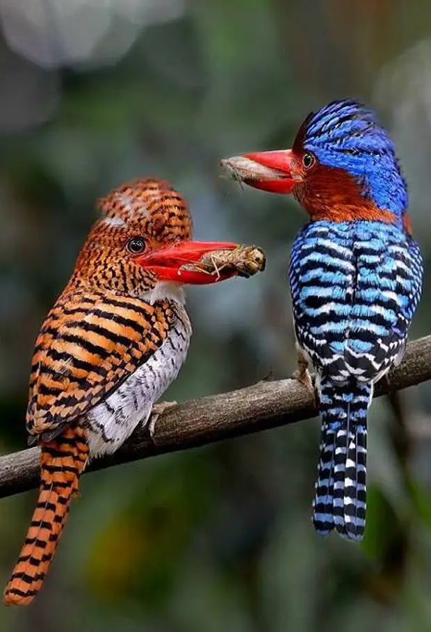 Kingfishers, bukuria e Tajlandës, zogjtë, fauna