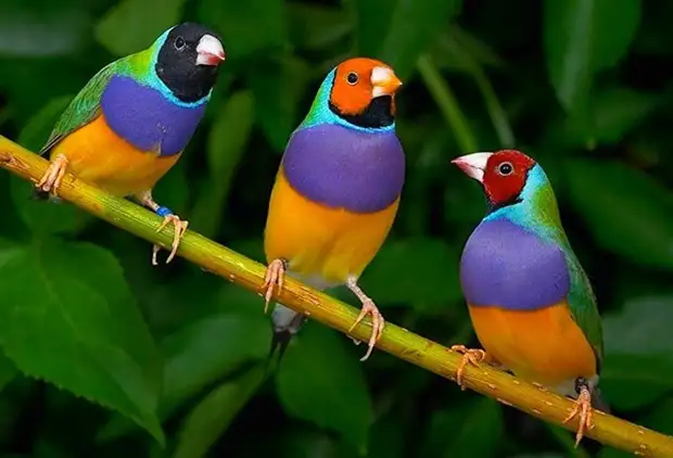 Gouldian finches အလှများ၊ ငှက်များ၊ တိရစ္ဆာန်များ