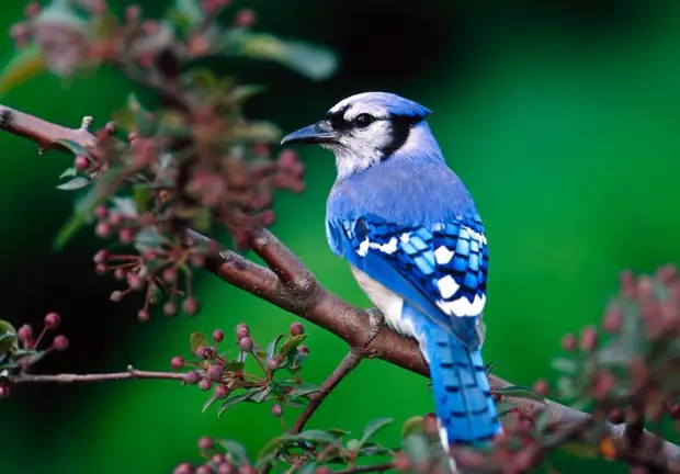 Blue jay kecantikan, burung, fauna