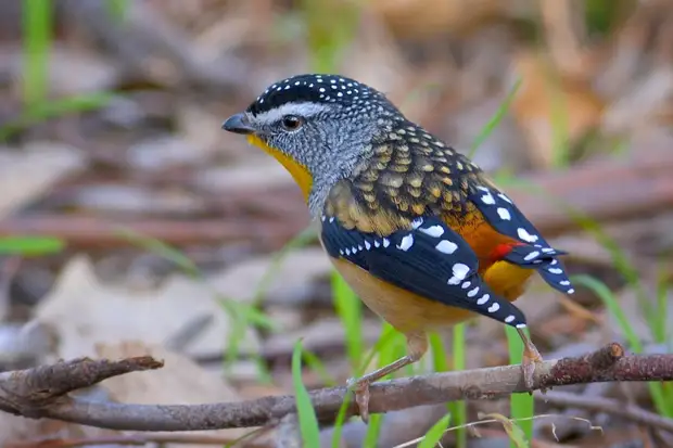 The rainbow leopard bird is an Australian species of passerine bird in the rainbow bird family. beauty, birds, fauna