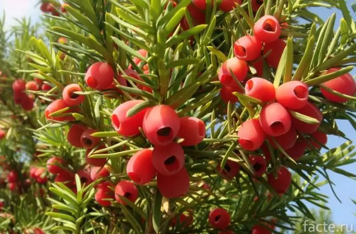 Yew berry