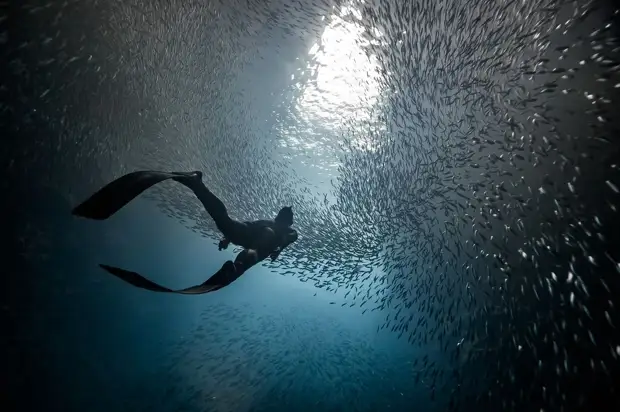 In seleksje fan 'e bêste foto's publisearre troch it tydskrift National Geographic yn jannewaris 2017