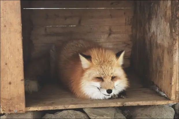 Viaggio nel villaggio delle volpi in Giappone