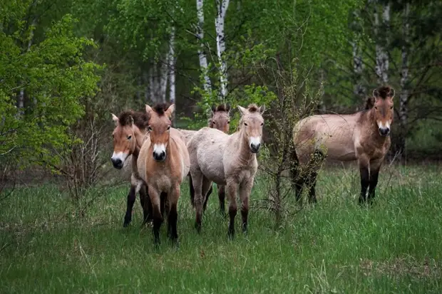 Hestur Przewalskis Dýr ráða Chernobyl, dýr í Chernobyl, útilokunarsvæði