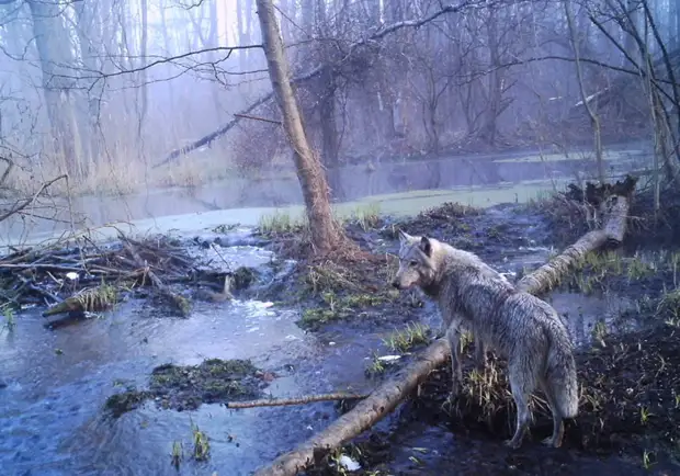 Dýr ráða yfir Chernobyl eftir kjarnorkuhamfarir