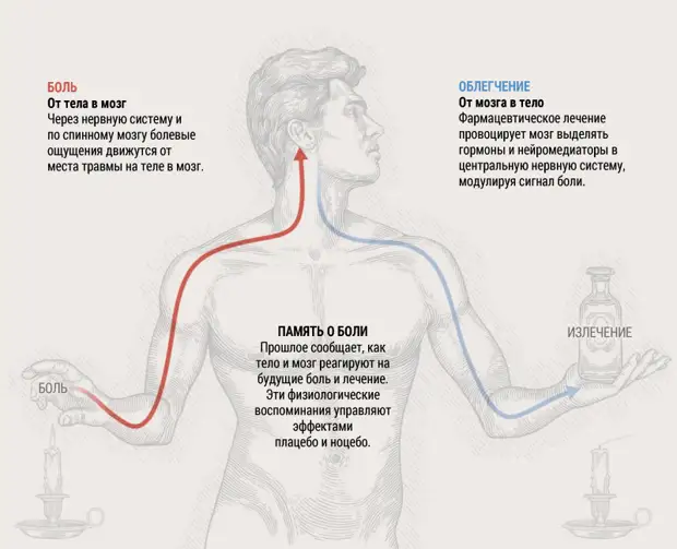 Звідки береться ефект плацебо: інфографіка