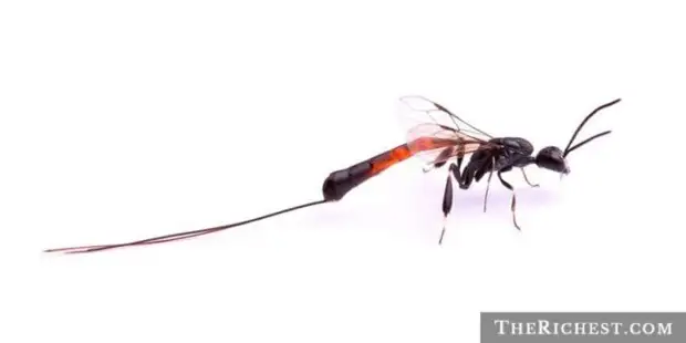 15 serangga anu cicing di bumi anjeun