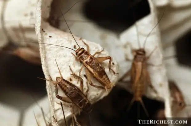 15 serangga anu cicing di bumi anjeun