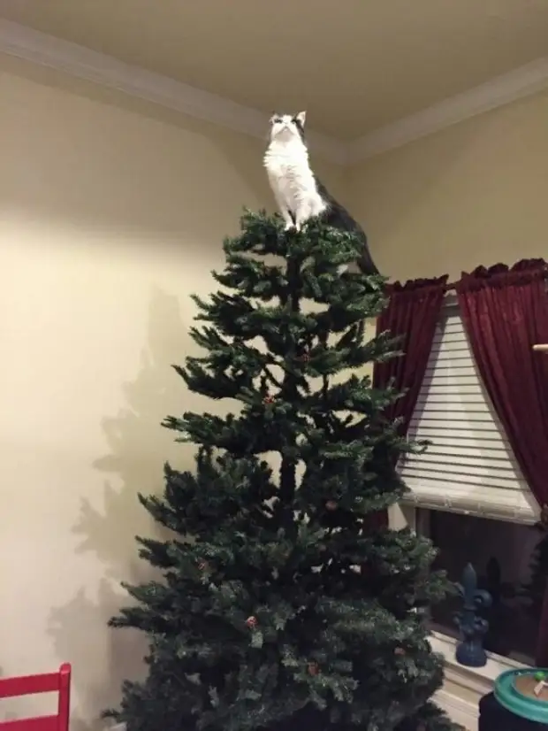 20 incomparable cats, who entered into an unequal battle with Christmas decorations