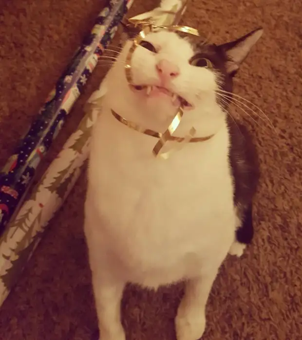 20 incomparable cats, who entered into an unequal battle with Christmas decorations