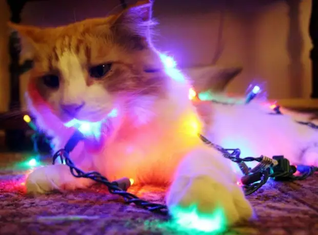 20 incomparable cats, who entered into an unequal battle with Christmas decorations