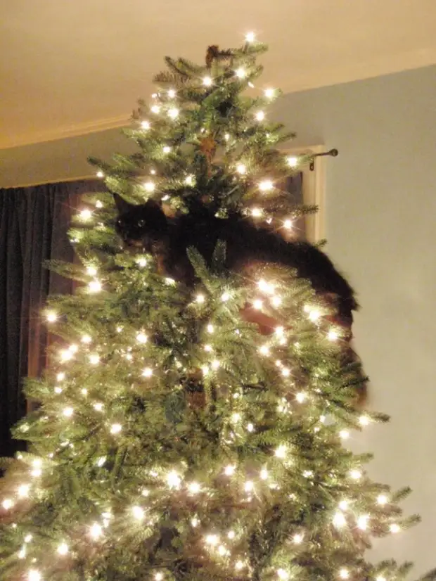 20 incomparable cats, who entered into an unequal battle with Christmas decorations