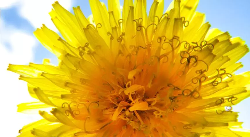 Jam, kahawa, saladi - nini cha kupika kutoka kwa dandelions kabla ya kufifia