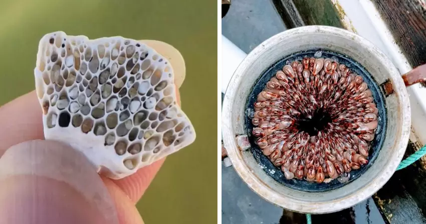 30 myndir sem munu hræða fólk með trypophobia