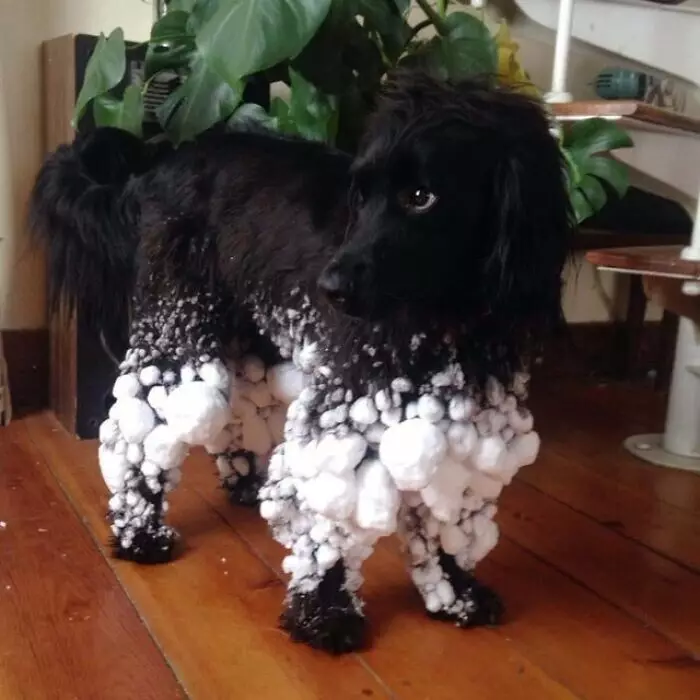 9. Nach einem Spaziergang durch die Schneeverwehungen