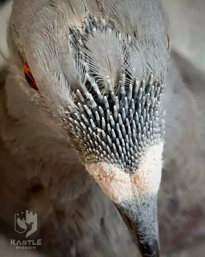 17. Foto de primer plano de las plumas de una paloma