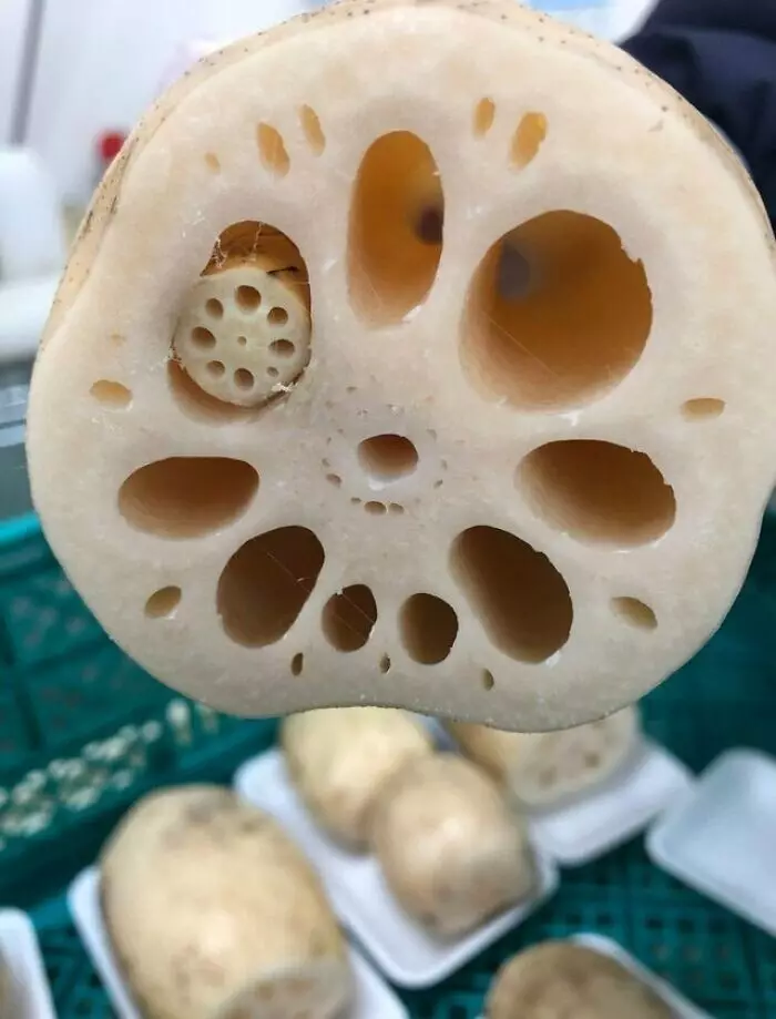 27. Akar teratai di akar teratai - trypophobia x2