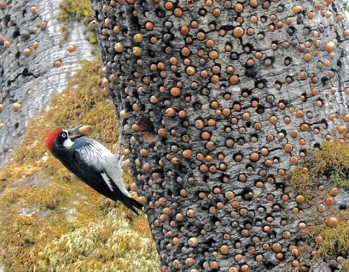 2. Burung pelatuk semut dan gudang biji eknya di pohon