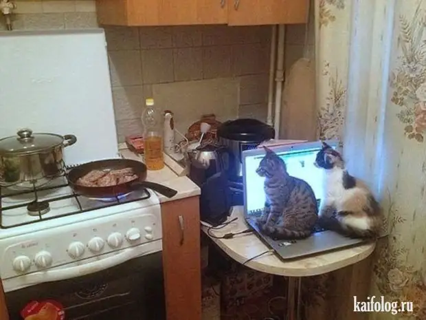 Synchronkatzen (45 Fotos)