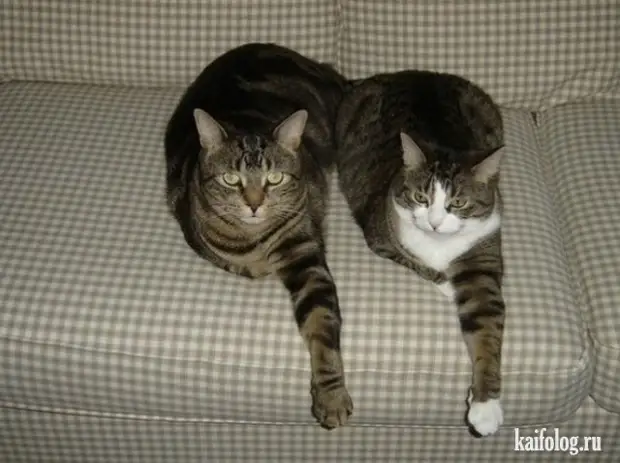 Synchronkatzen (45 Fotos)