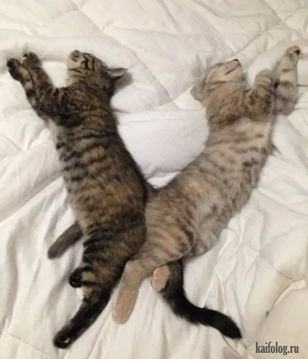 Synchronkatzen (45 Fotos)