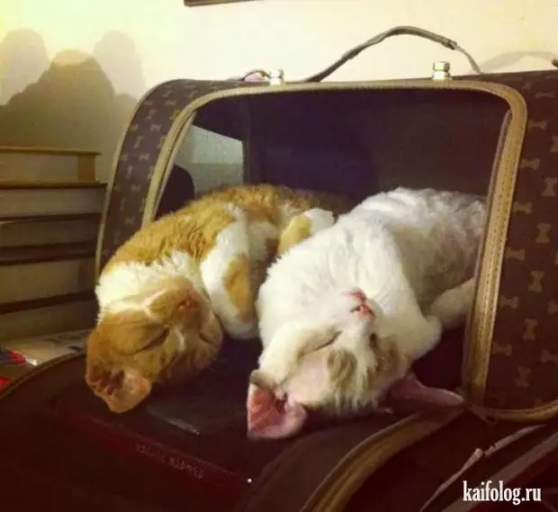 Kucing sinkron (45 foto)