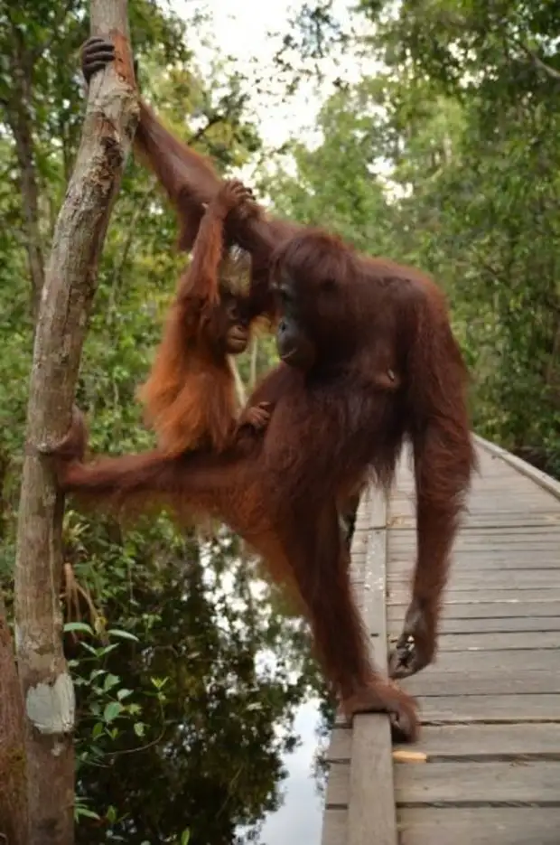 16 photos that show that mothers always and everywhere remain mothers