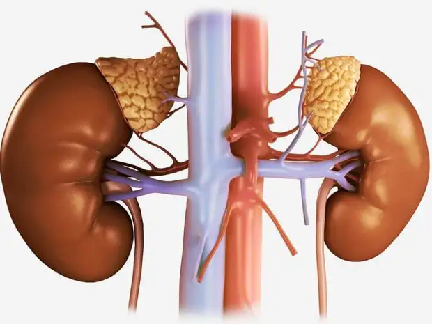 តម្រូវការនៃក្រពេញ endocrine ឬអ្វីដែលយុវវ័យរបស់យើងពឹងផ្អែកលើ