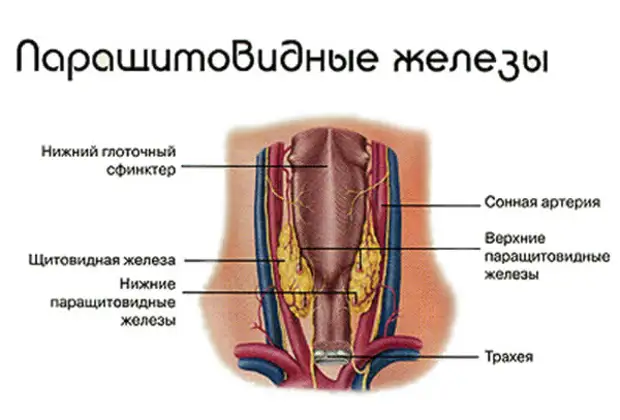 Bilder på begäran PERIOCHYTOPATE, ELLER PARTHYGROID