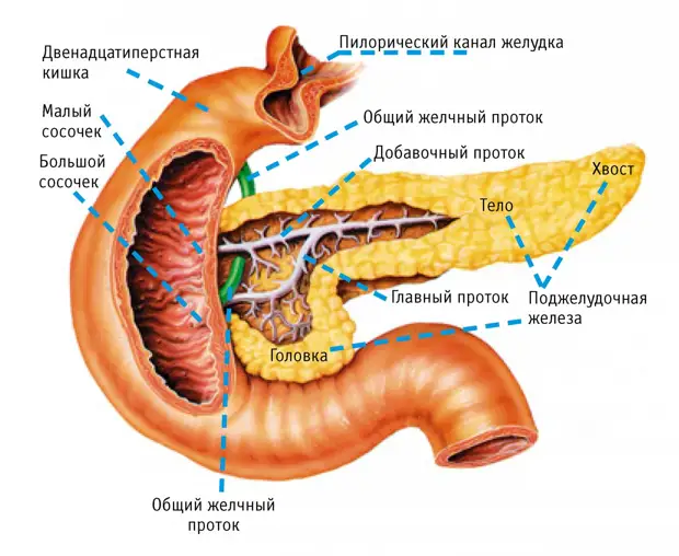 ਬੇਨਤੀ 'ਤੇ ਤਸਵੀਰ PANCREAS