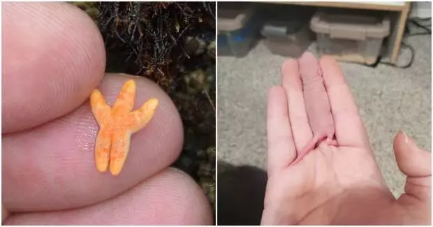 14 najslađih slika vrlo malih životinja koje stanu na vaše prste