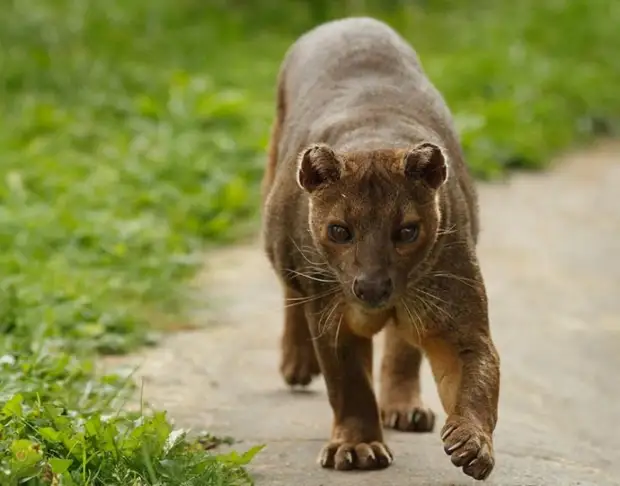 23 animalia bitxi zeinen existentzia sinesten zaila den