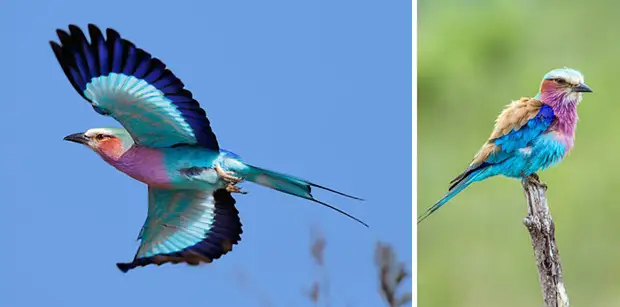 23 animalia bitxi zeinen existentzia sinesten zaila den