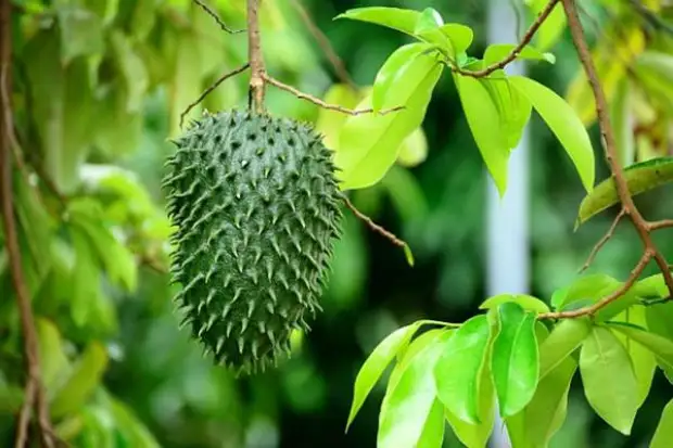 Guanabana ເຕີບໃຫຍ່ຢູ່ໃສ