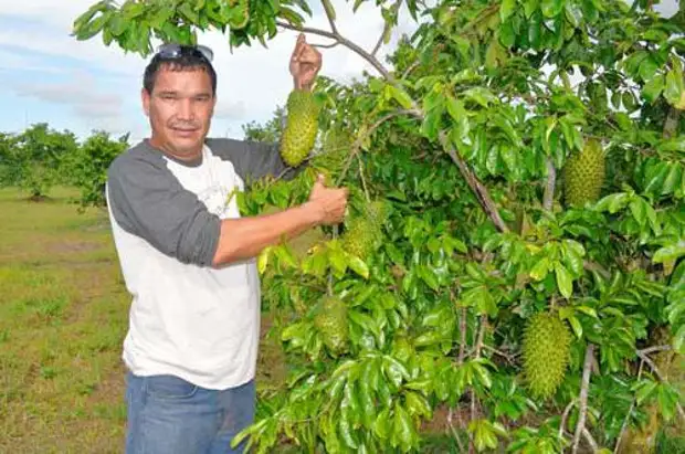 áit a bhfásann an crann guanabana